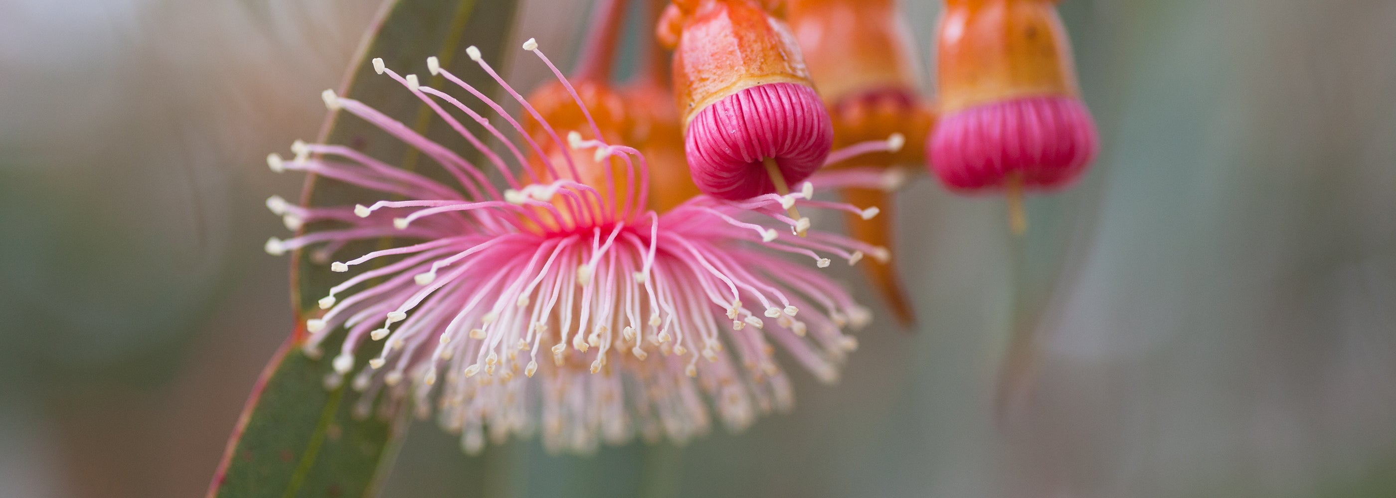 Australian Flora